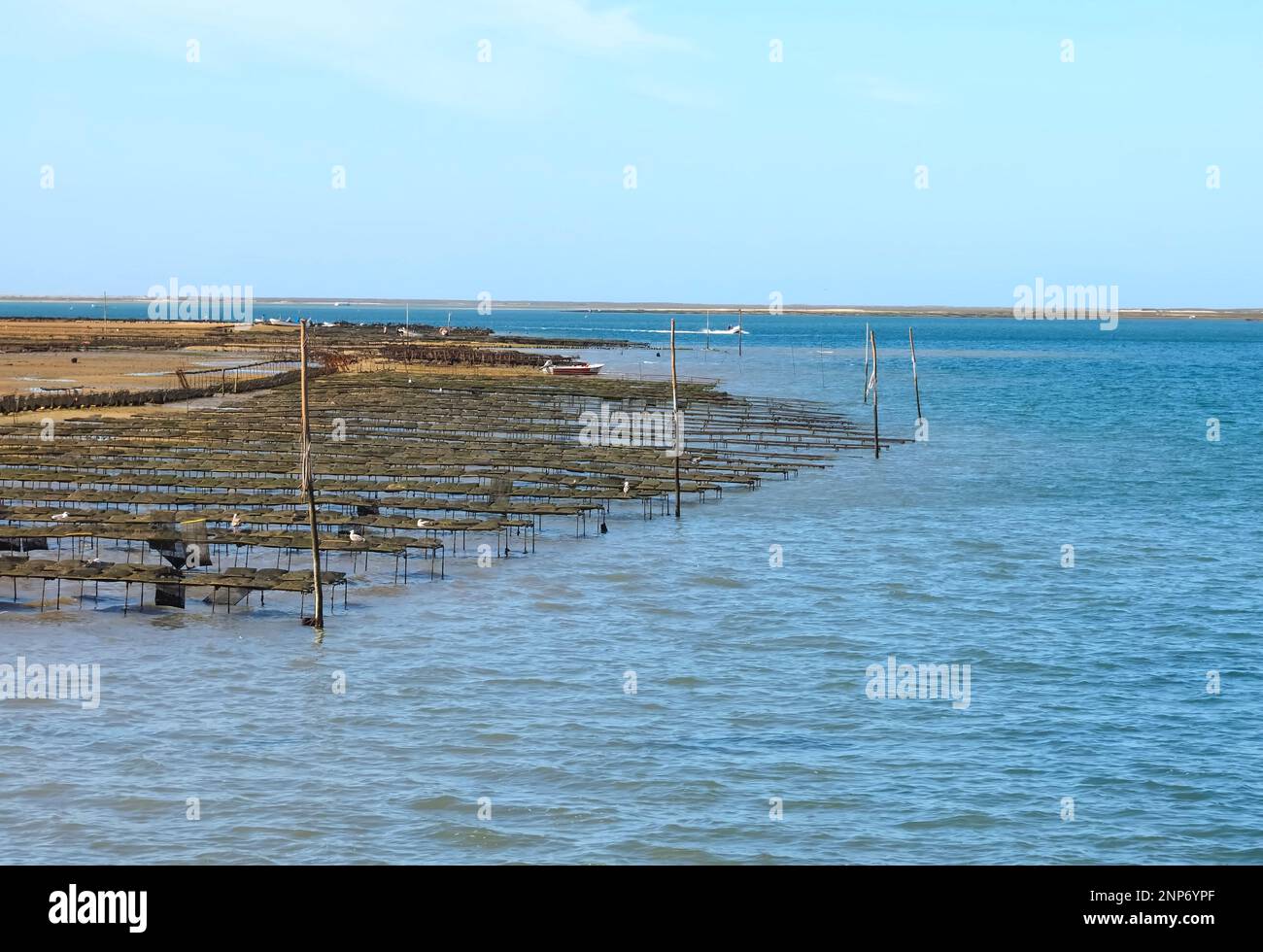 Mussels are farmed in mussel beds in the ocean Stock Photo - Alamy