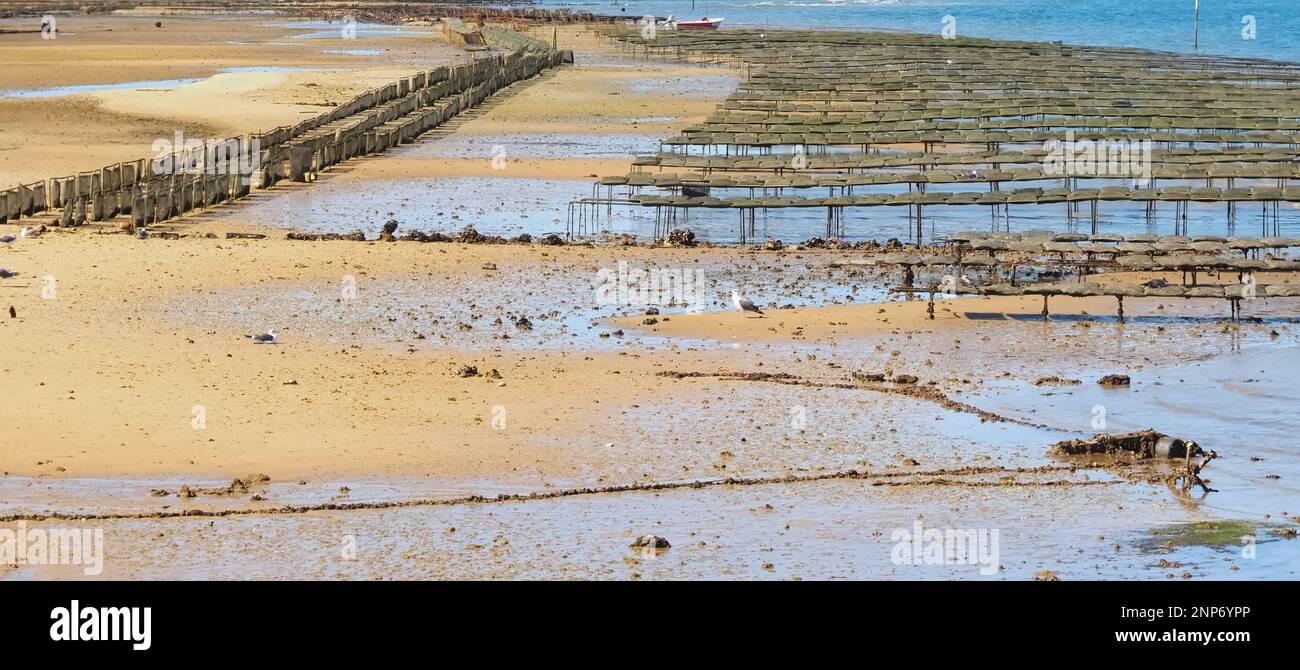 Mussels are farmed in mussel beds in the ocean Stock Photo - Alamy