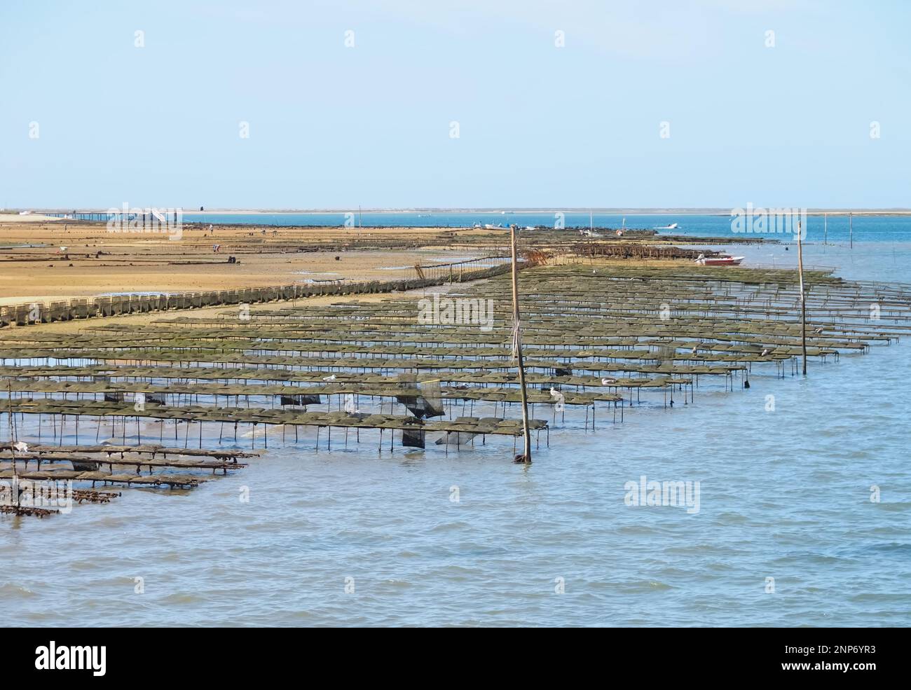 Mussels are farmed in mussel beds in the ocean Stock Photo - Alamy