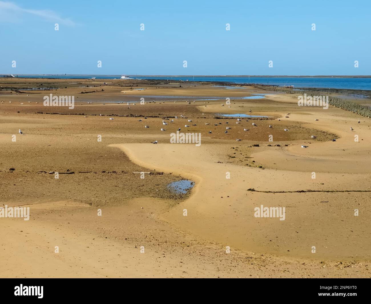 Mussels are farmed in mussel beds in the ocean Stock Photo - Alamy