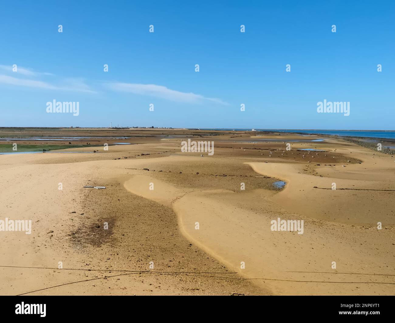 Mussels are farmed in mussel beds in the ocean Stock Photo - Alamy