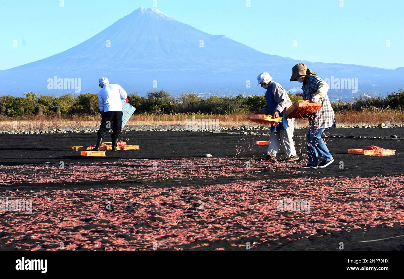 Sakura-ebi shrimps are dried in the sun and snow-covered Mt.Fuji is ...