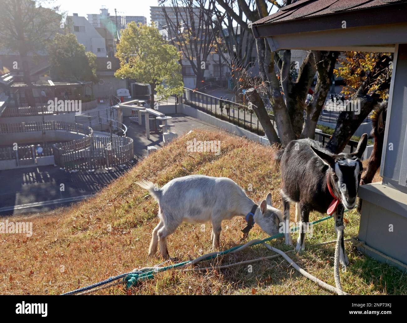 Goats are on a grass-covered roof at Itabashi Children's Zoo in ...