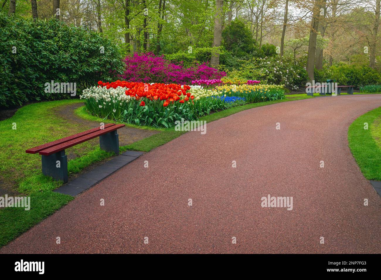 Various fresh colorful spring flowers in the majestic Keukenhof garden ...