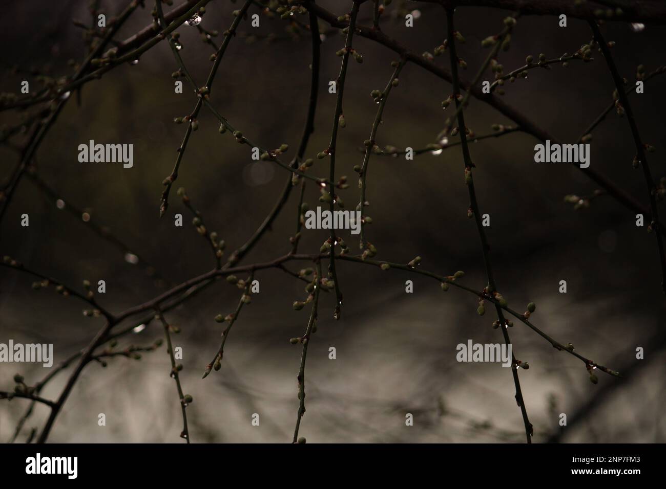 Raindrop leaves hi-res stock photography and images - Alamy