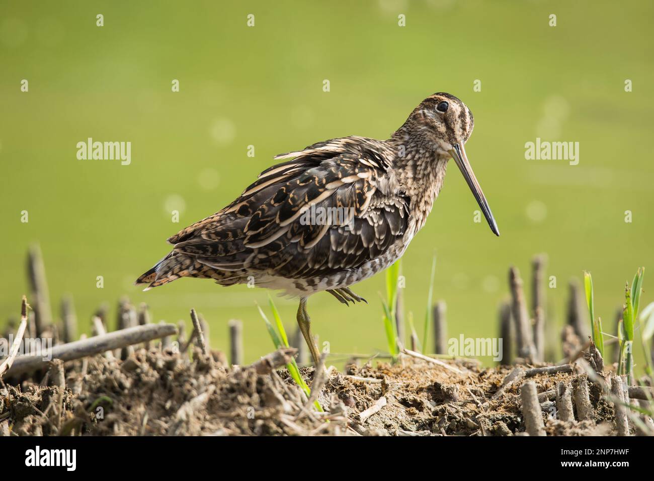 Birds of Italy living in freedom Stock Photo - Alamy