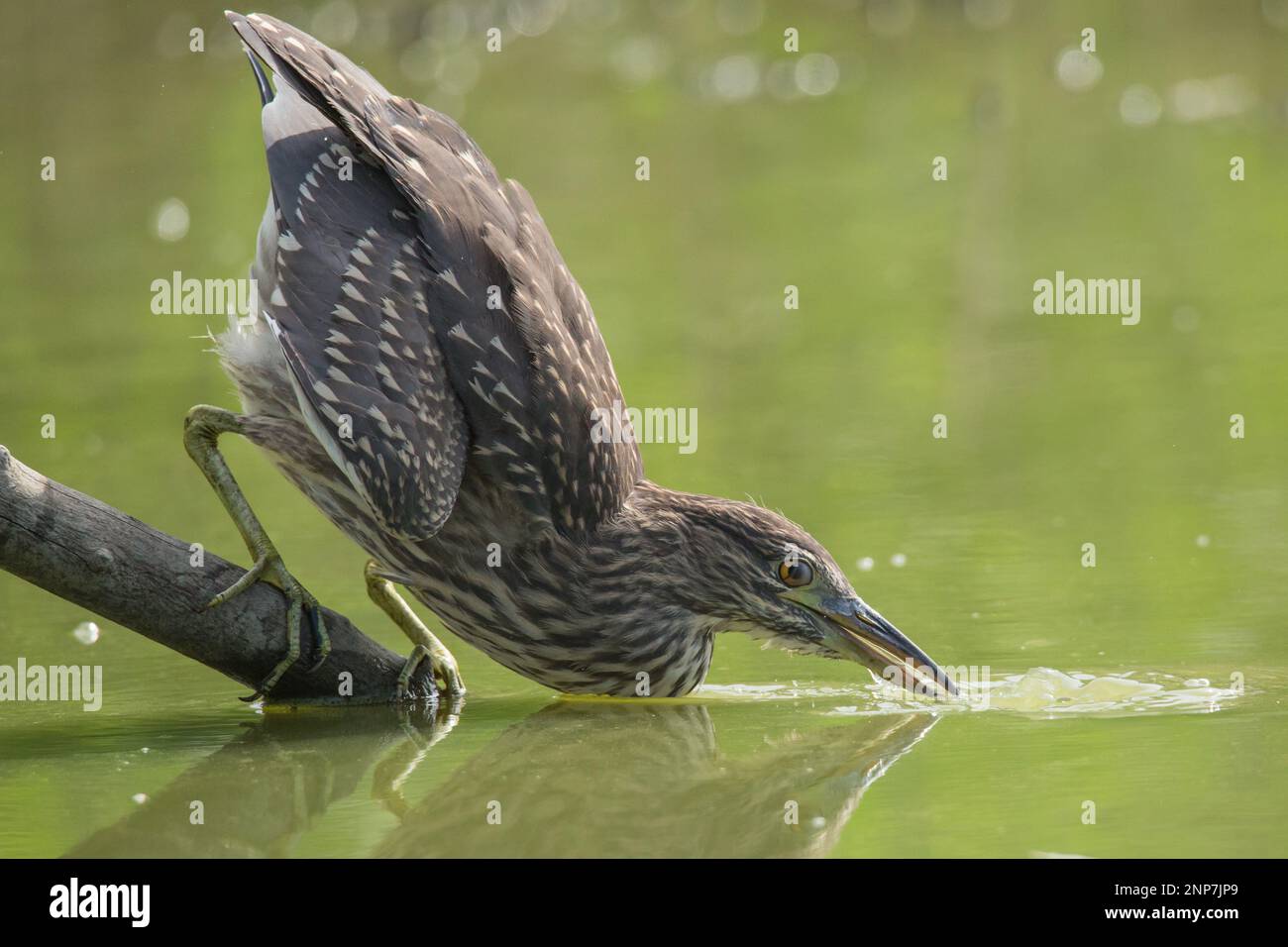 Birds of Italy living in freedom Stock Photo - Alamy