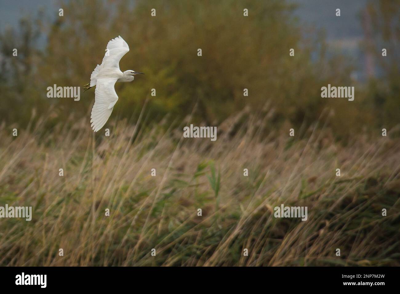 Birds of Italy living in freedom Stock Photo - Alamy
