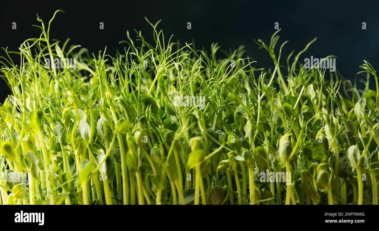 Sprouts of sprouted peas, microgreens, horizontal, close-up Stock Photo ...