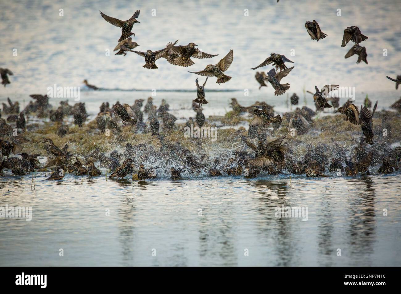 Birds of Italy living in freedom Stock Photo - Alamy