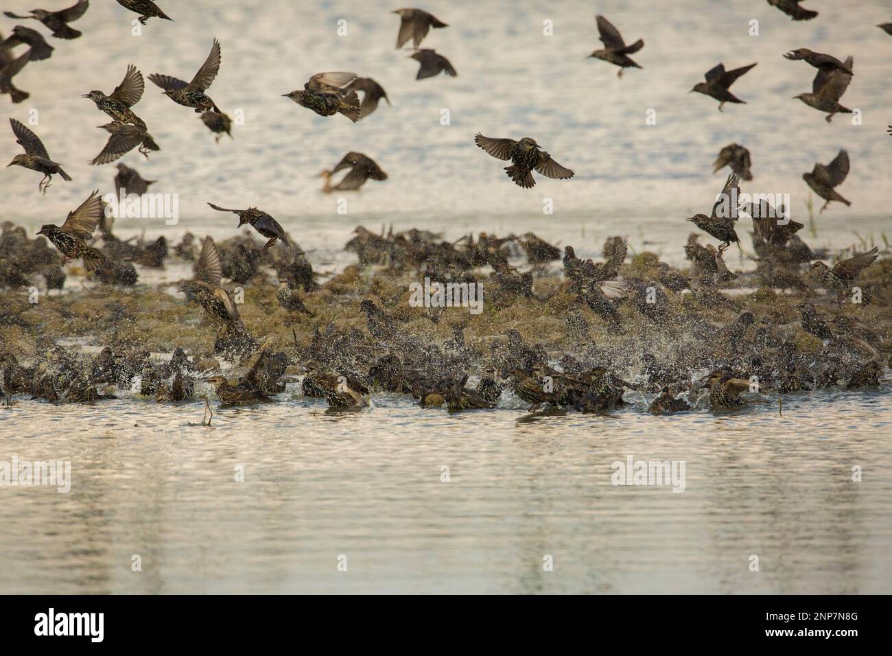 Birds of Italy living in freedom Stock Photo - Alamy