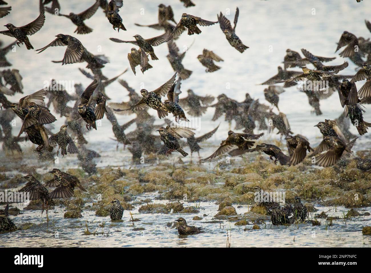 Birds of Italy living in freedom Stock Photo - Alamy