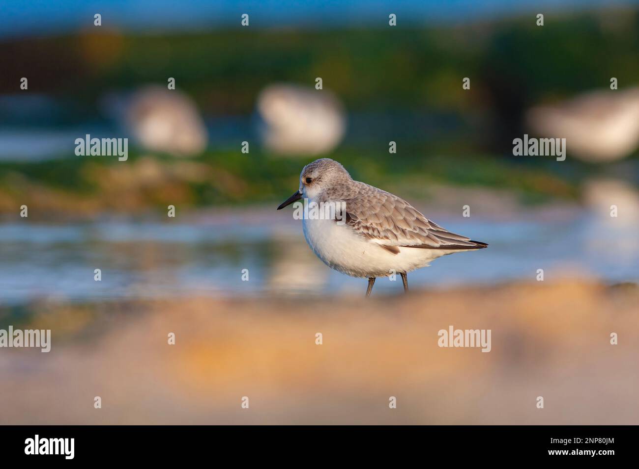 small water bird looking for food in the seaweed, Sanderling, Calidris ...