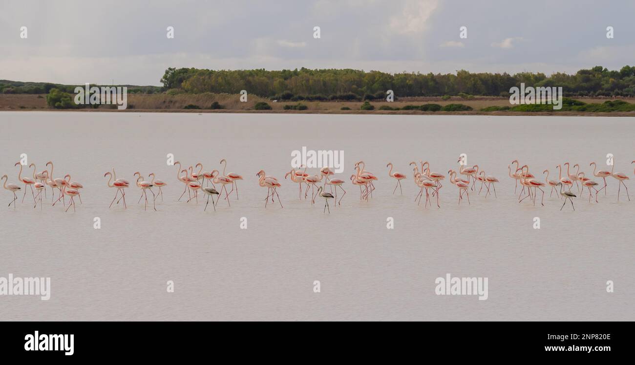 flock of pink flamingos in their natural environment Stock Photo - Alamy