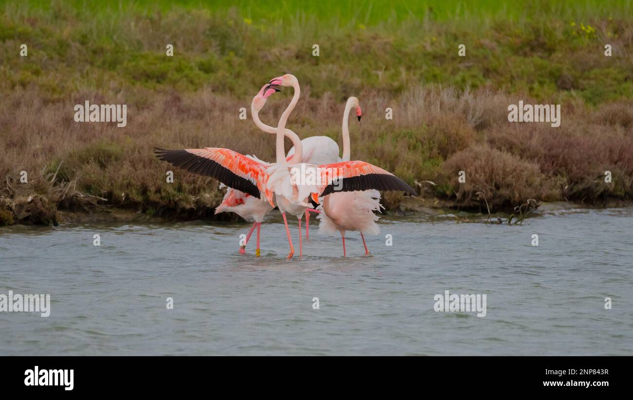 James flamingos group hi-res stock photography and images - Alamy