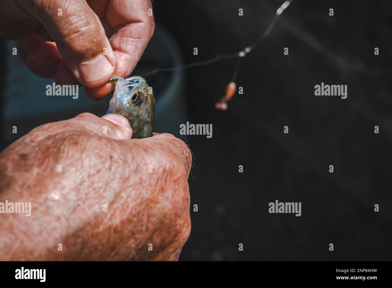 Hands removing the hook from a fish. Fisherman fishing perch. Perca ...