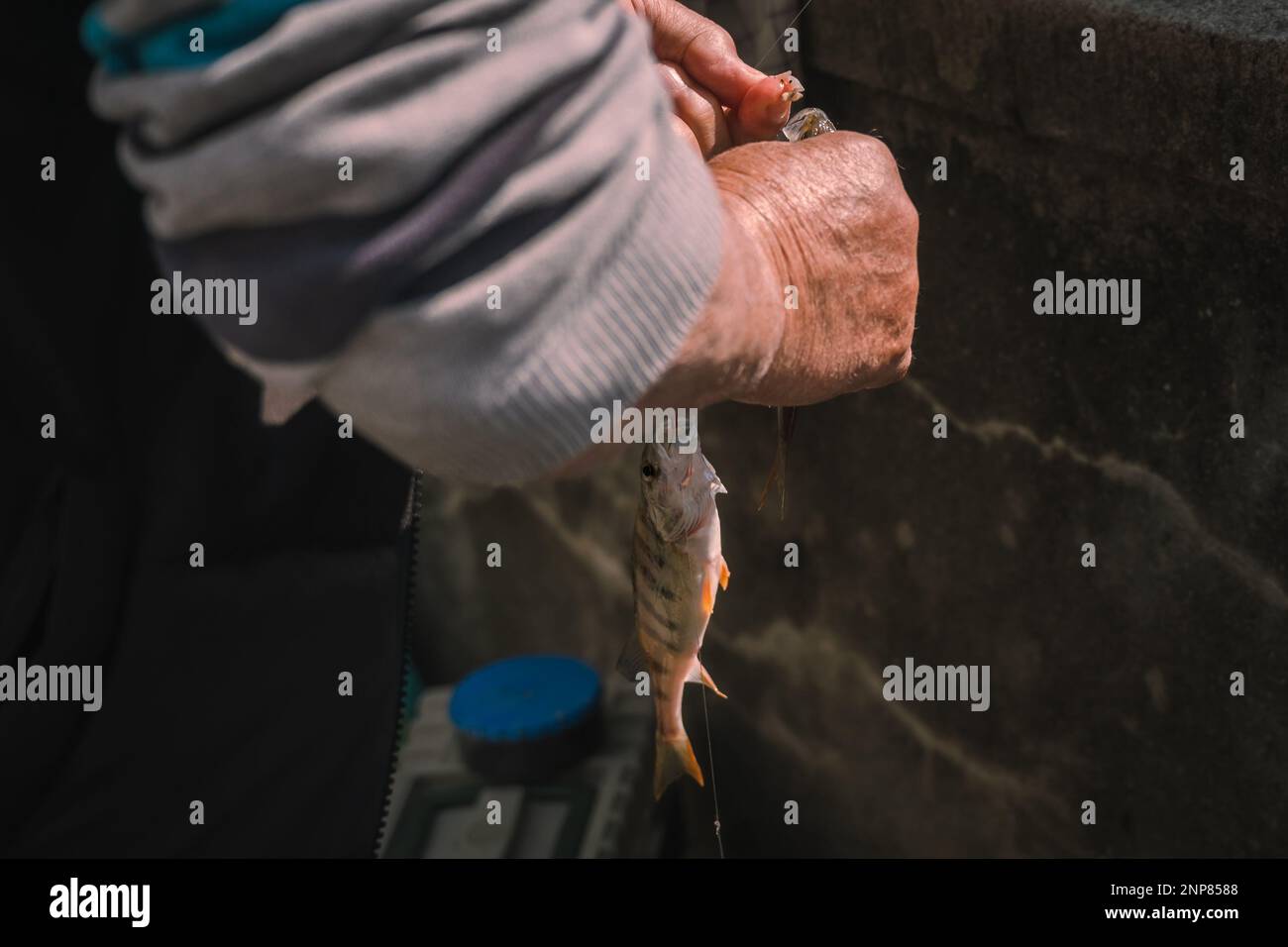 Hands removing the hook from a fish. Fisherman fishing perch. Perca ...
