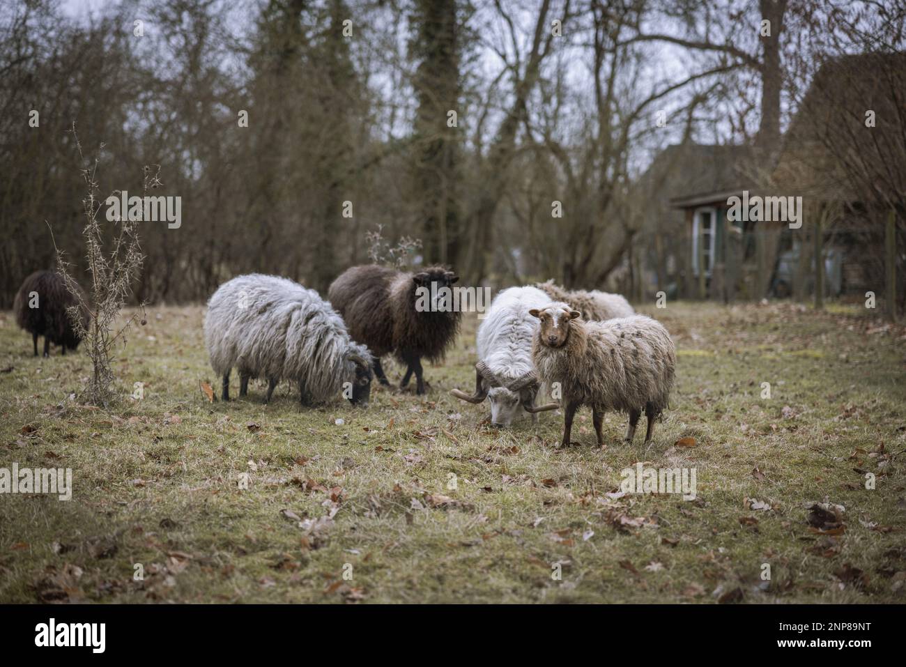 some wool sheep stand on the meadow and eat grass Stock Photo - Alamy