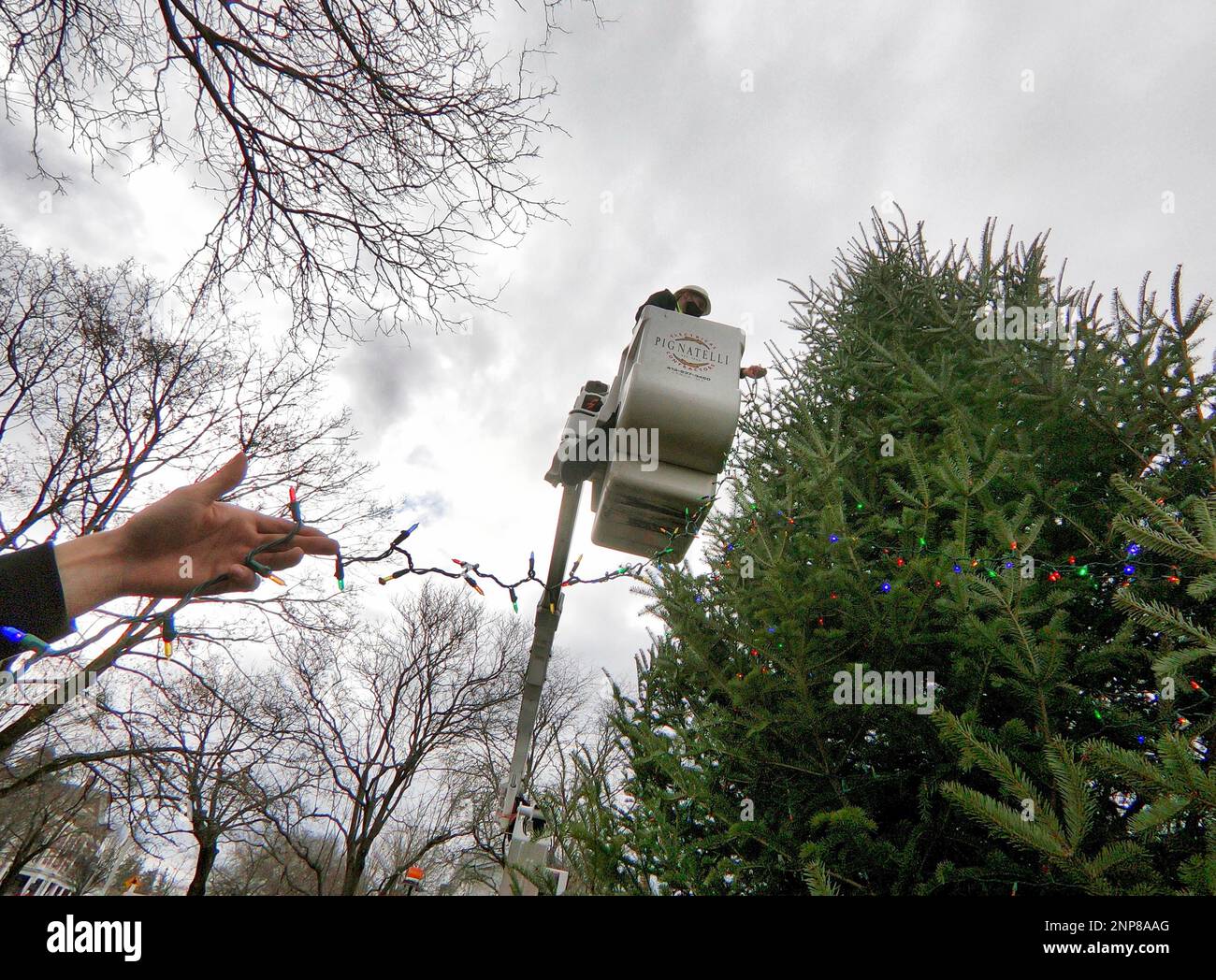 Brett Bessey and Max Buffoni string up lights on a tree in Lilac Park ...