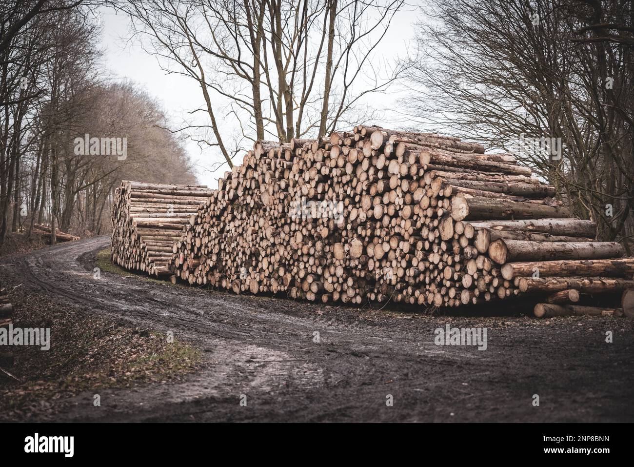 many tree trunks are stacked on the roadside Stock Photo - Alamy