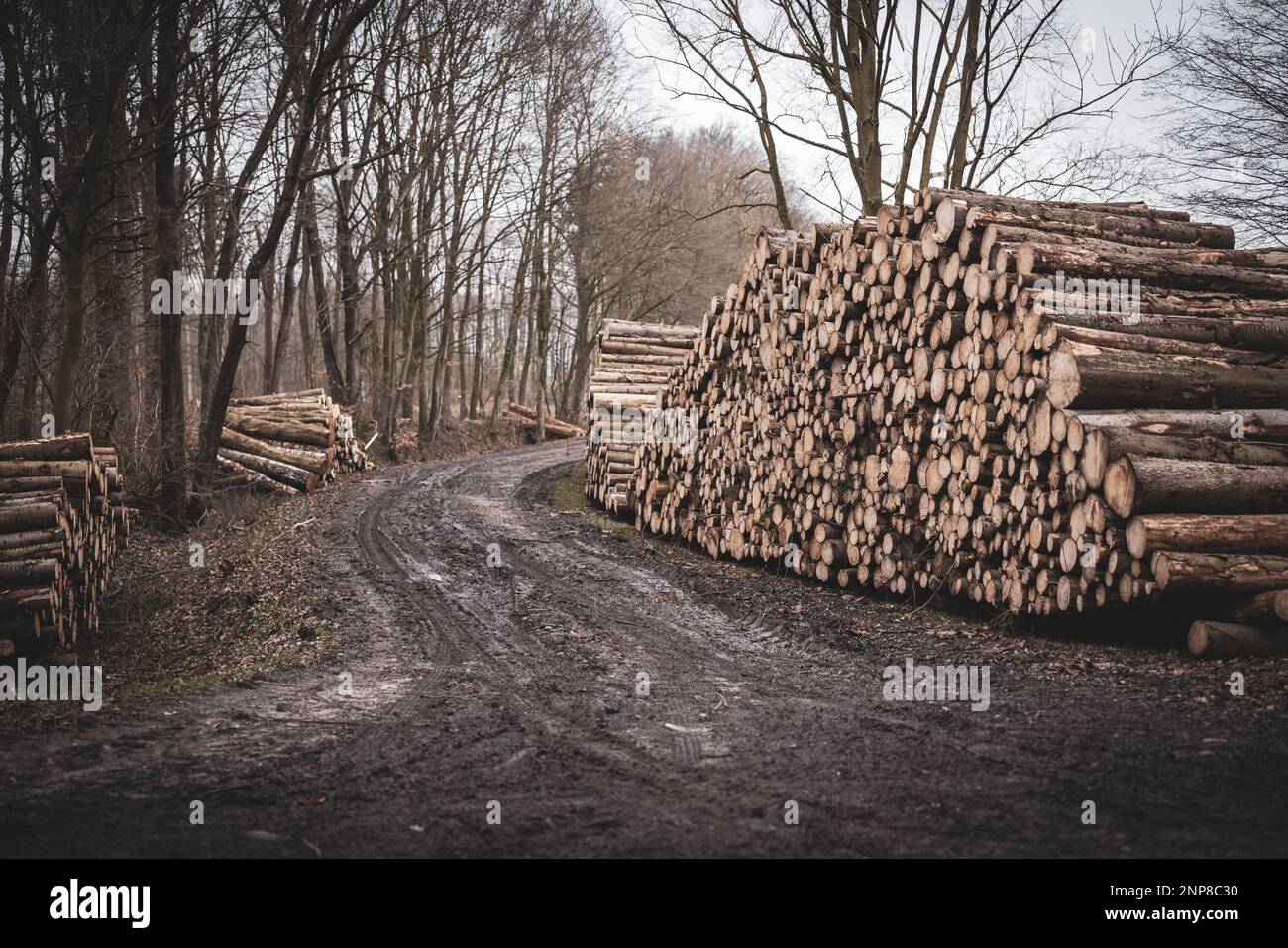 many tree trunks are stacked on the roadside Stock Photo - Alamy