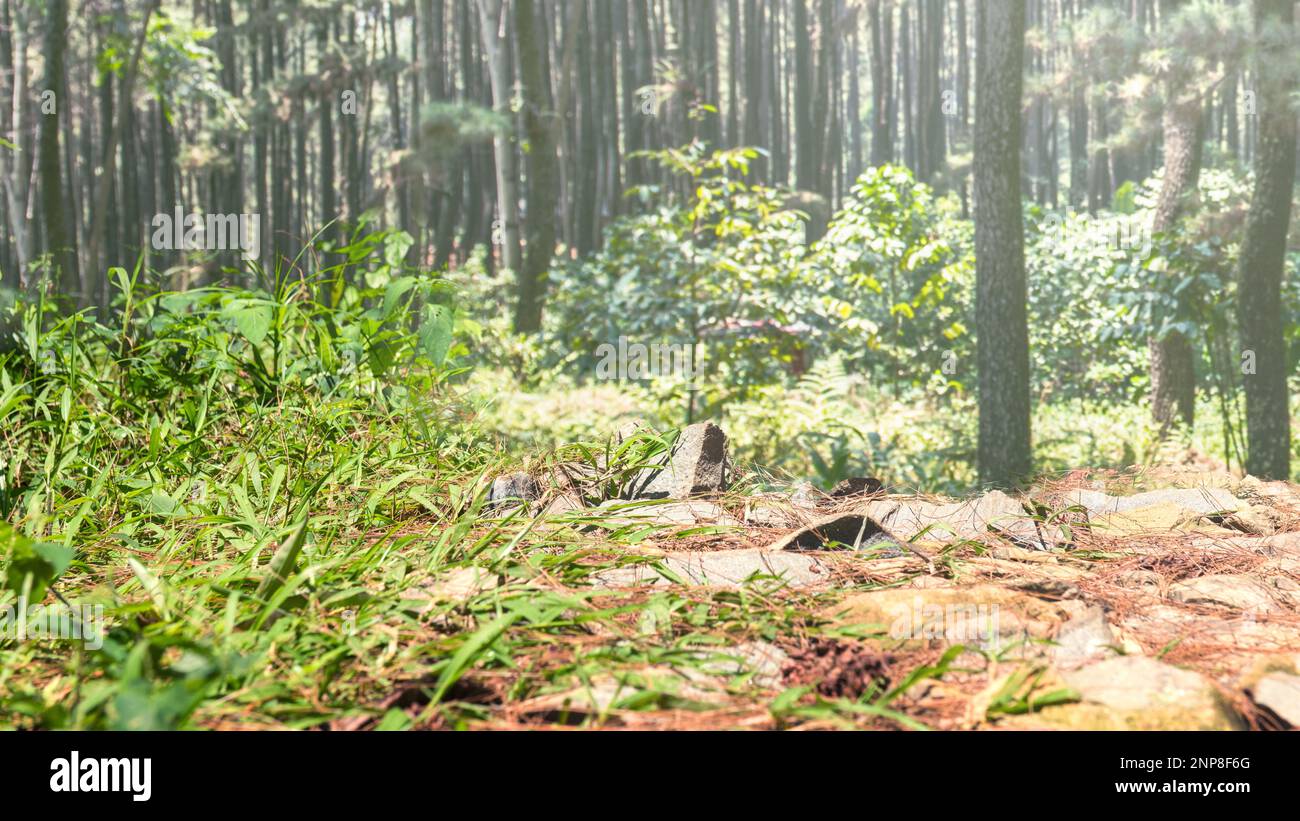 Green grass in the forest with sunlight background Stock Photo - Alamy