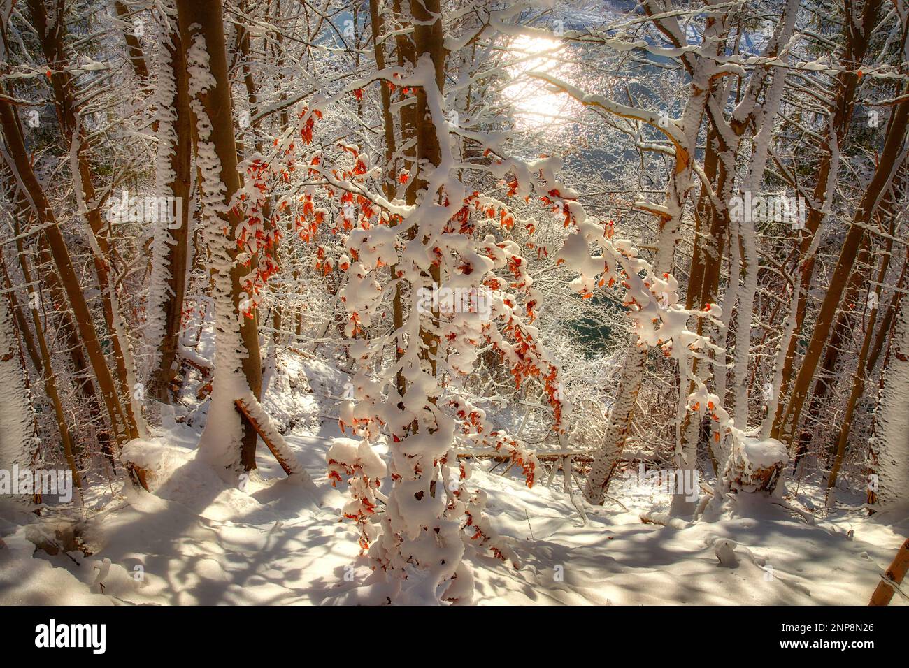 DE - BAVARIA: Peaceful winter scene above the river Isar at Bad Toeal ...