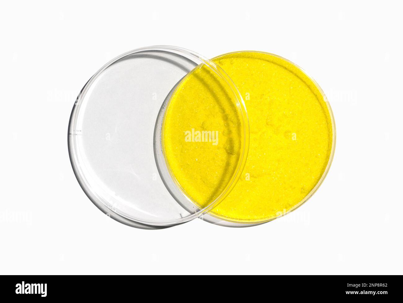 Potassium Chromate powder in Petri dish with plastic lid on white ...