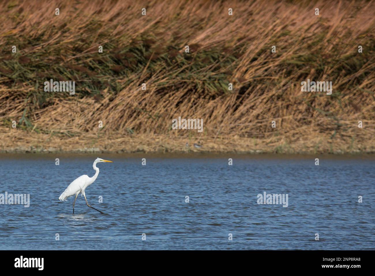Mammals and Birds of Italy living in freedom Stock Photo - Alamy