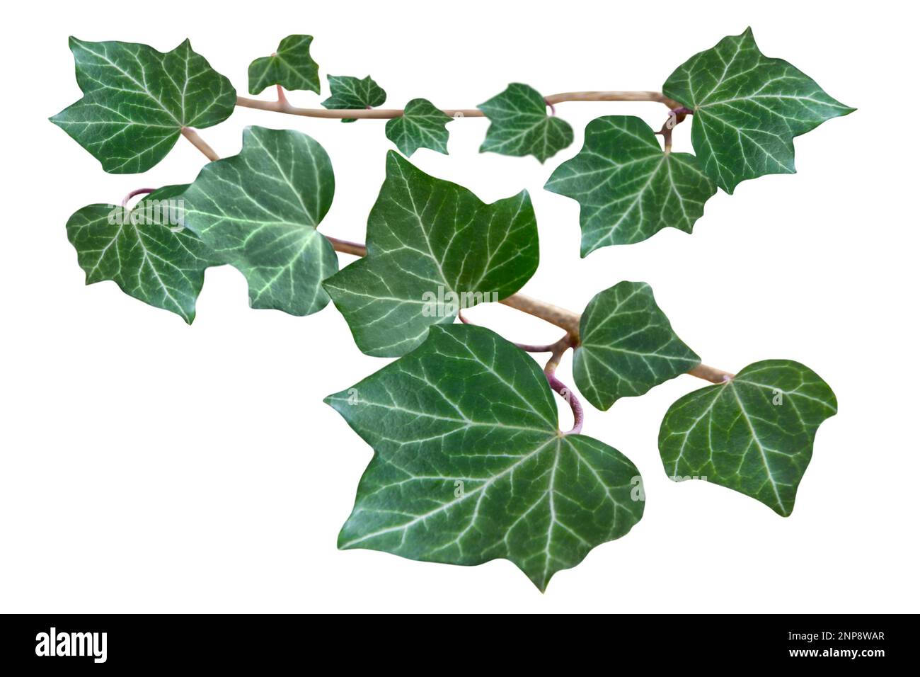 White flowers leaves ivy Cut Out Stock Images & Pictures - Alamy