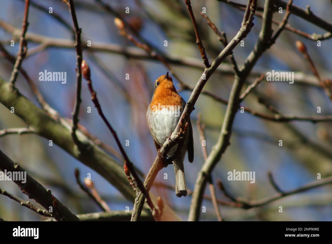 Robin in a tree hi-res stock photography and images - Alamy