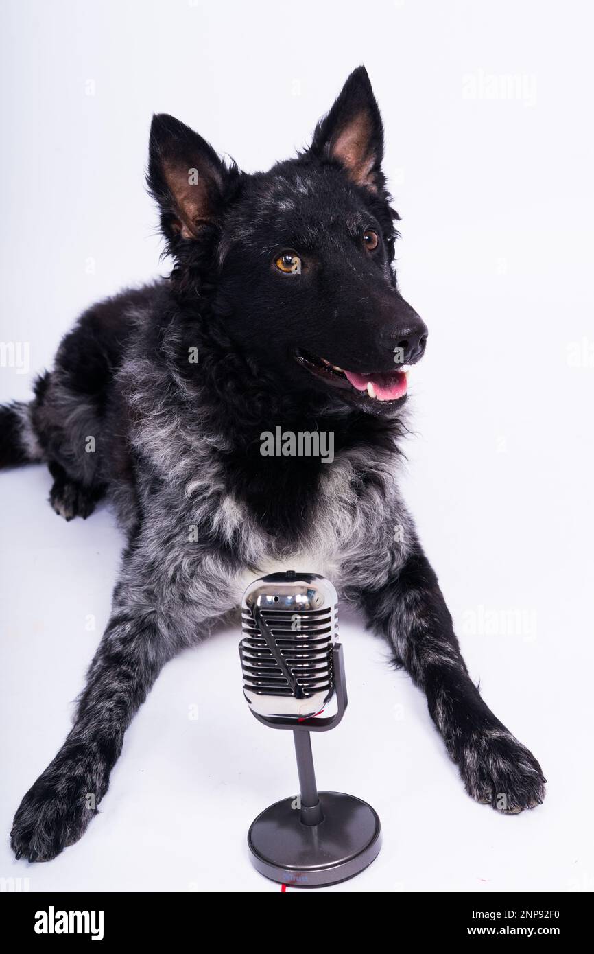 Beatiful mudi dog singing into a microphone in studio ehite background ...