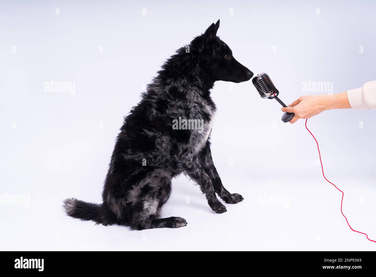 Beatiful mudi dog singing into a microphone in studio ehite background ...