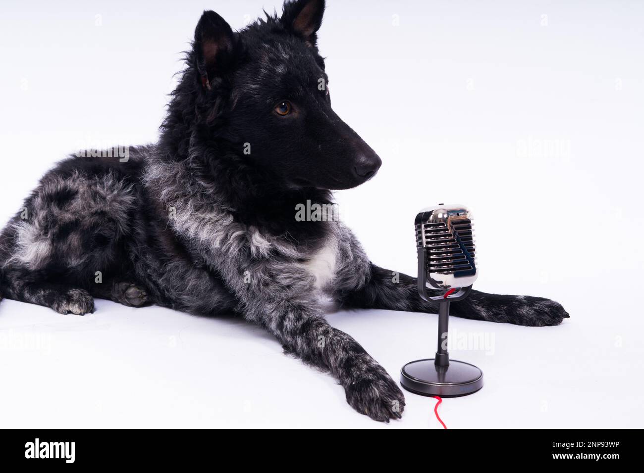 Beatiful mudi dog singing into a microphone in studio ehite background ...