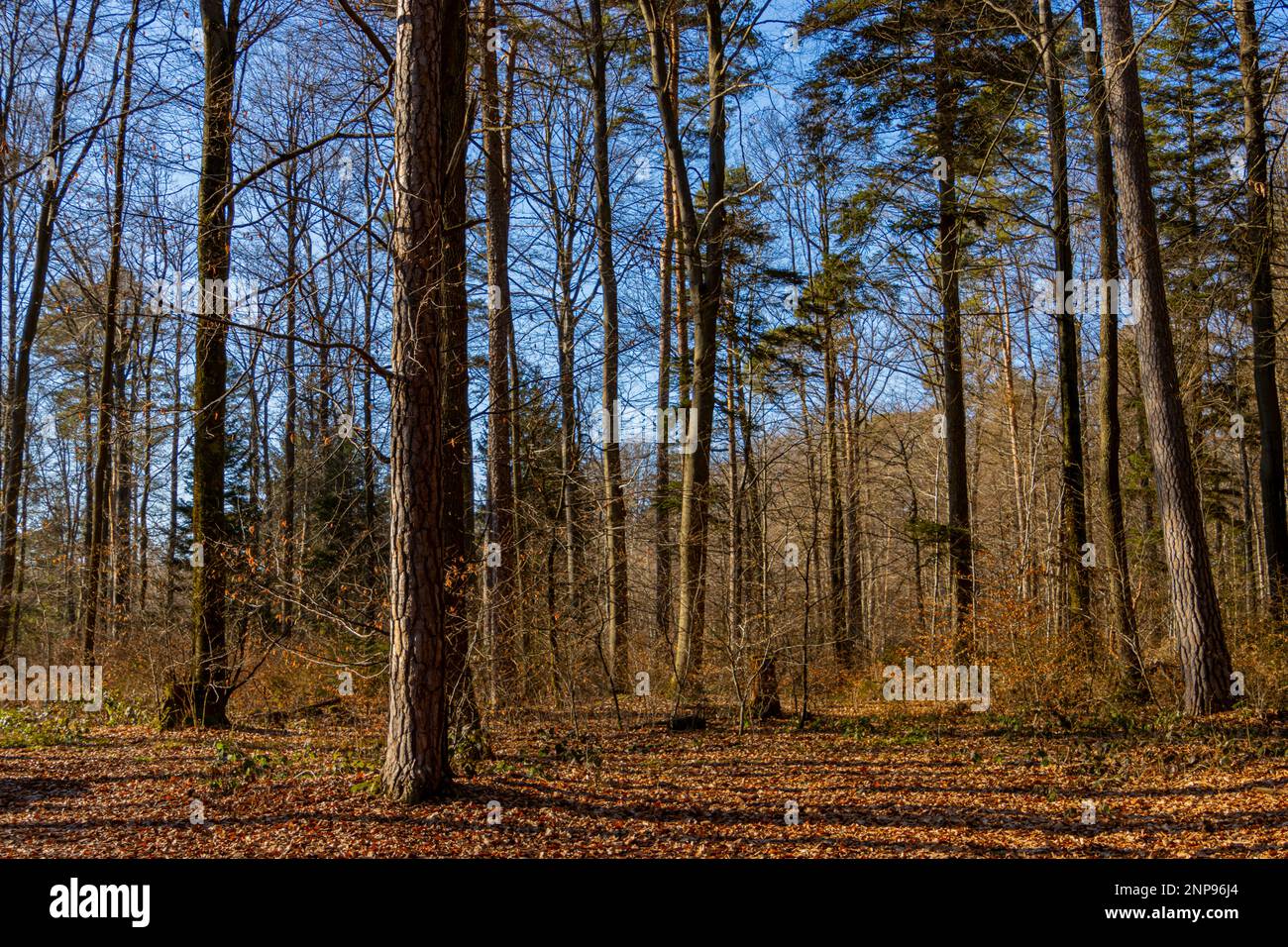 Autumn sunlight casting shadows in the forest Stock Photo - Alamy