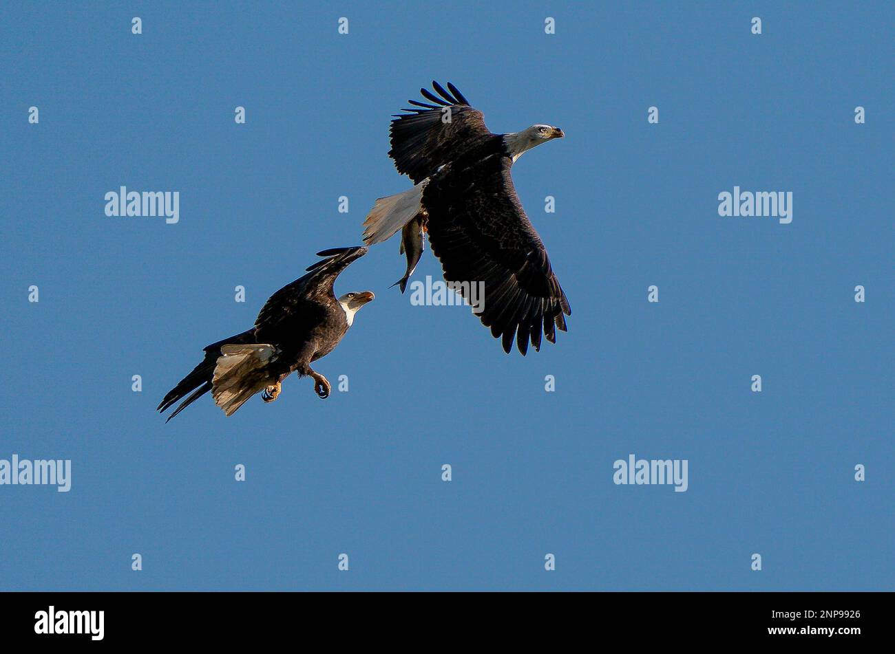 November 7, 2020, Conowingo, Maryland, USA: November 17, 2020: American ...