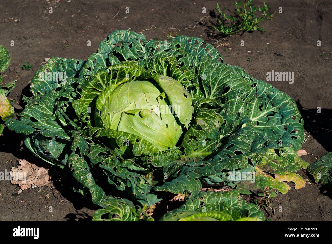 Kind of ripe cabbage kachan in garden. Background Stock Photo - Alamy