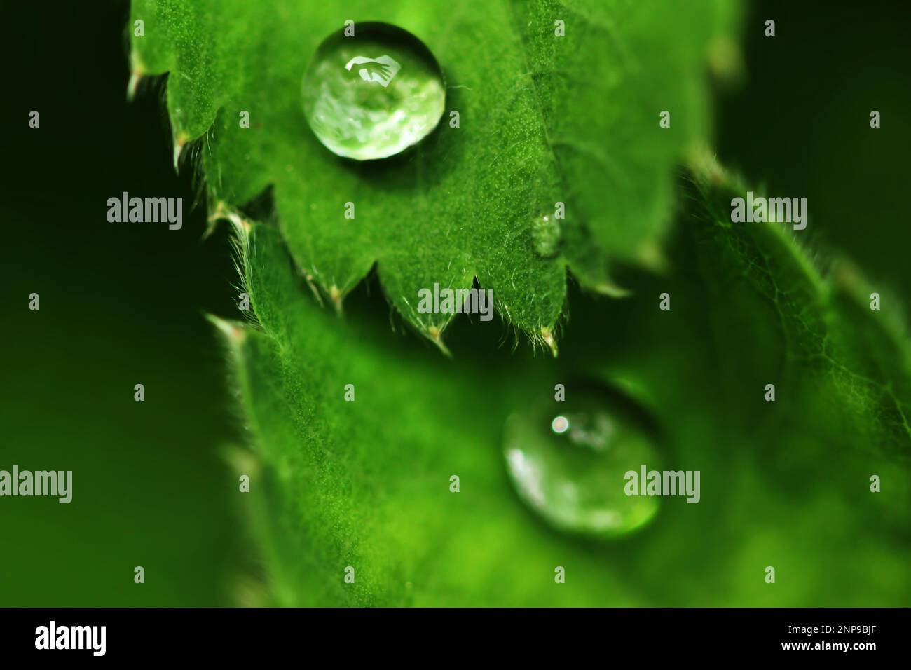 Green leaves in springtime with droplets of morning dew and waving hand ...