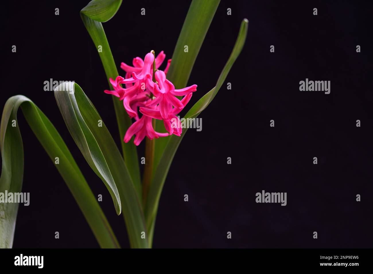 Hyacinth -Scilloideae uk Stock Photo - Alamy