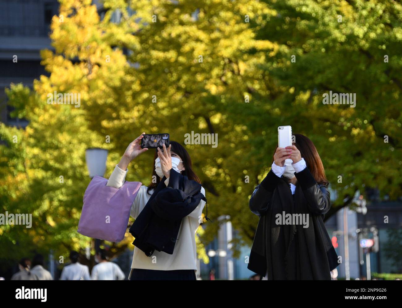 Ginkgo leaves are yellow on Gyoko Dori Avenue located between Tokyo ...