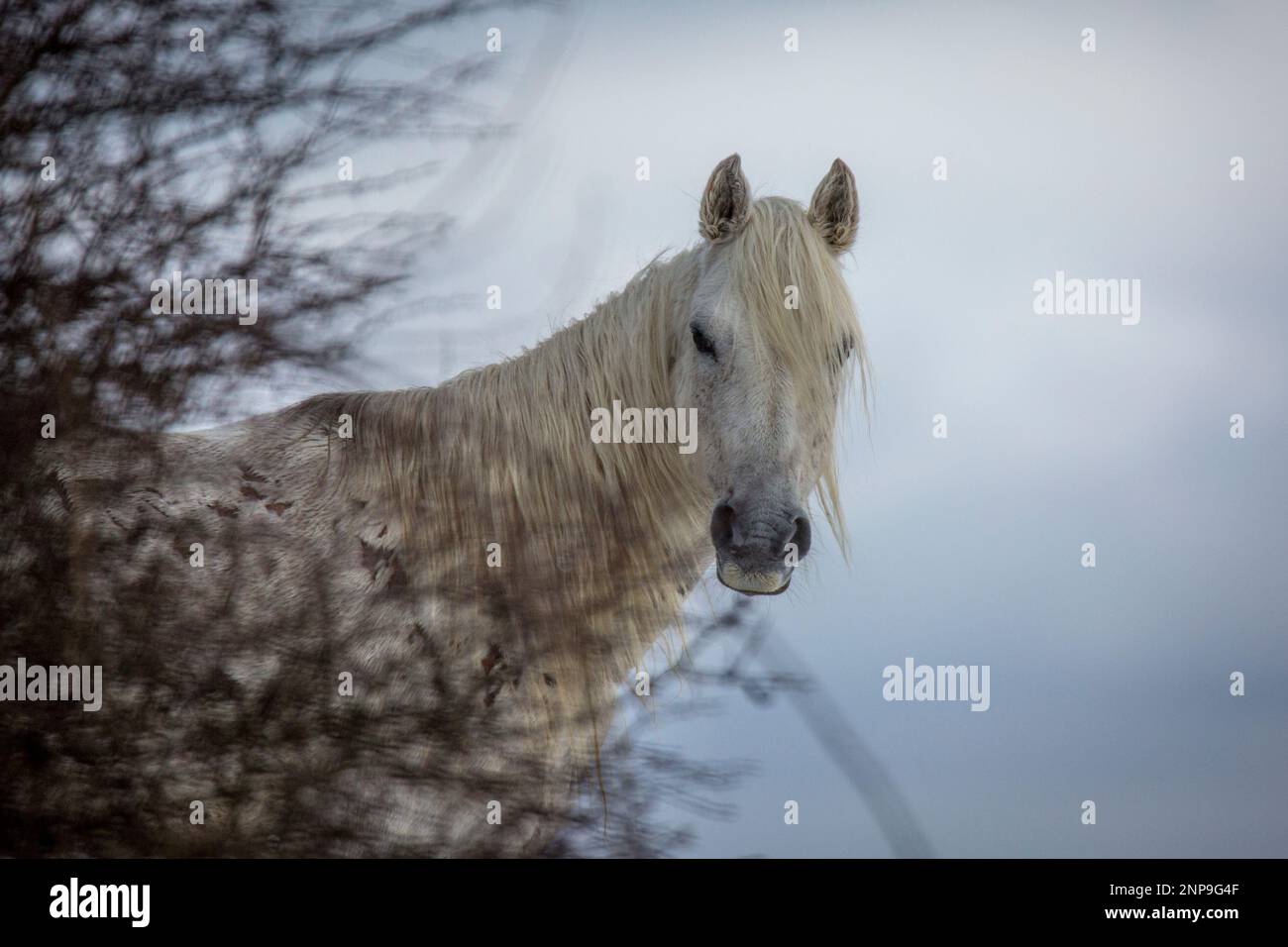 "Broken Leg" the warrior stallion that lives wild in the mountains of ...