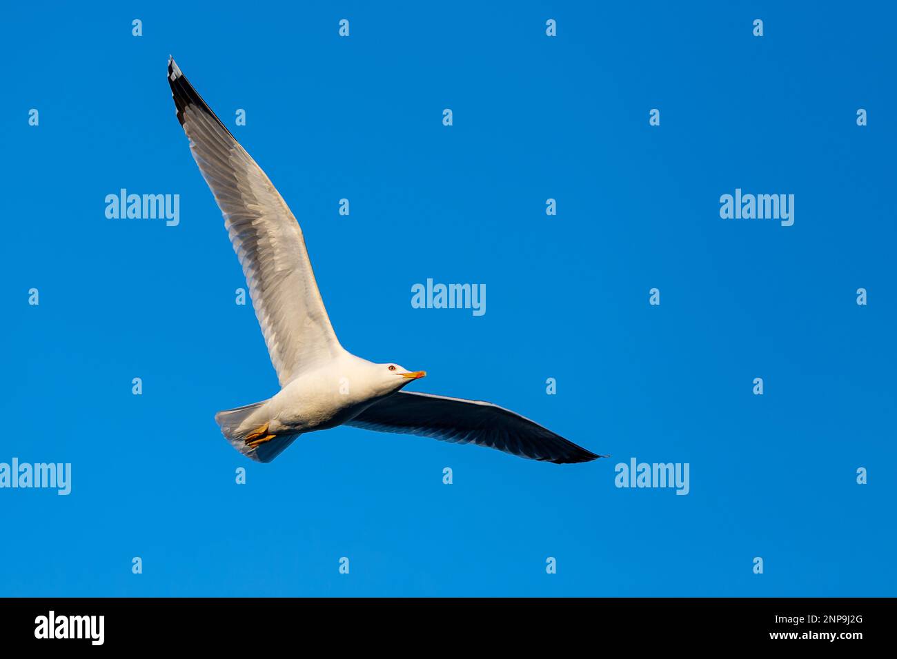 Seagull flying against the blue sky (isolated Stock Photo - Alamy