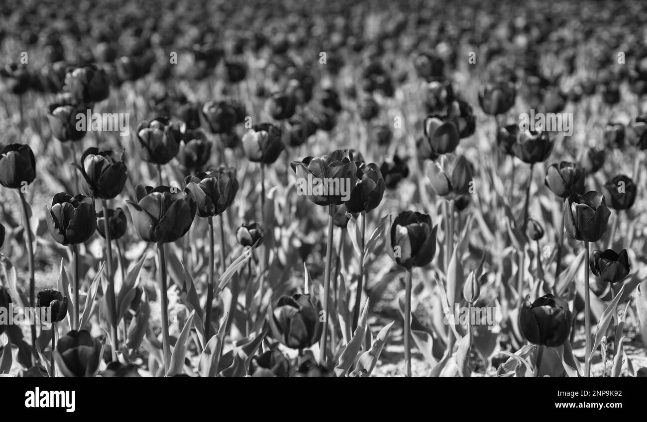 Purple flowers flowering in Black and White Stock Photos & Images - Alamy