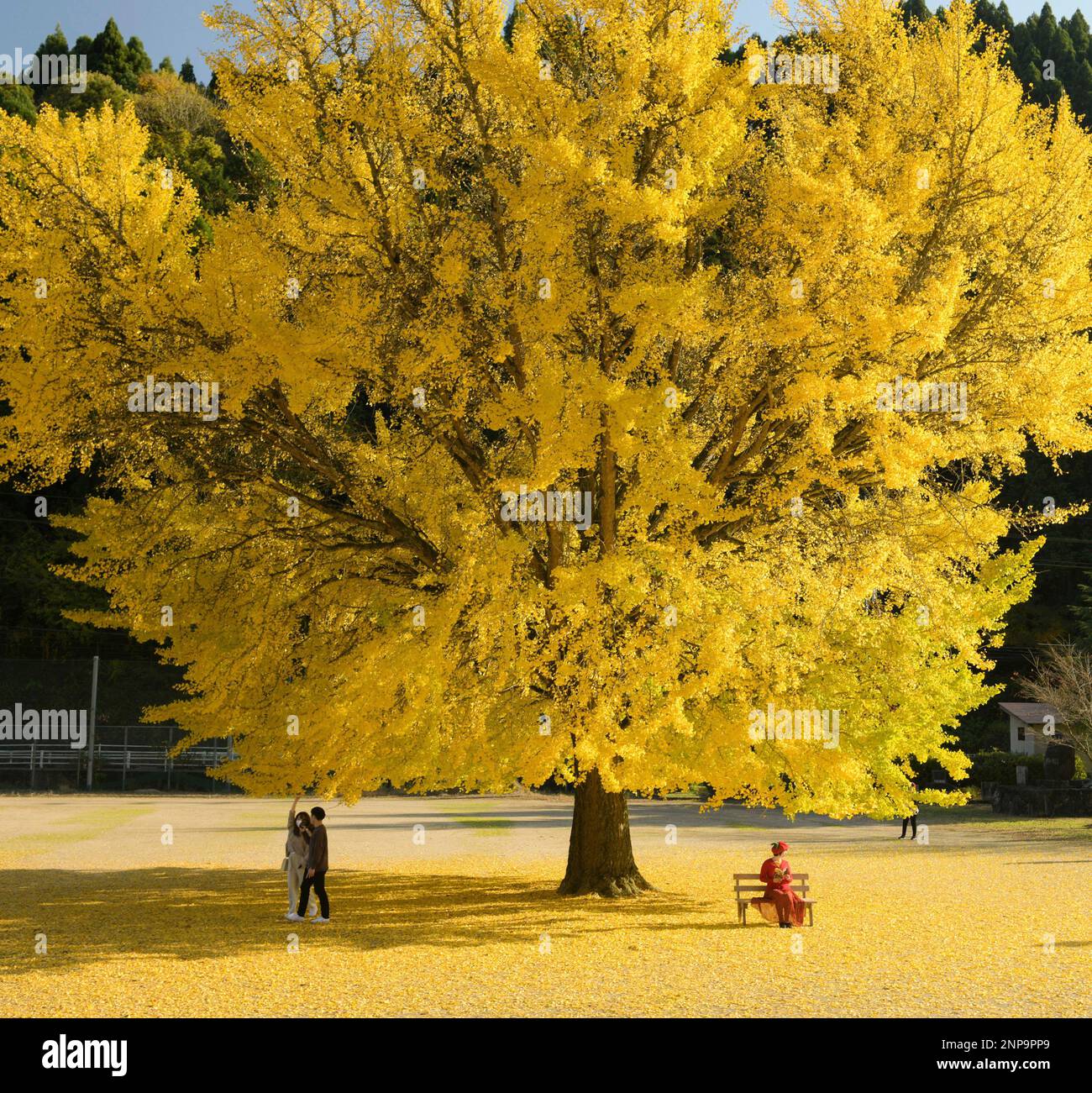 A large ginkgo shins golden at the schoolyard of a closed elementary ...