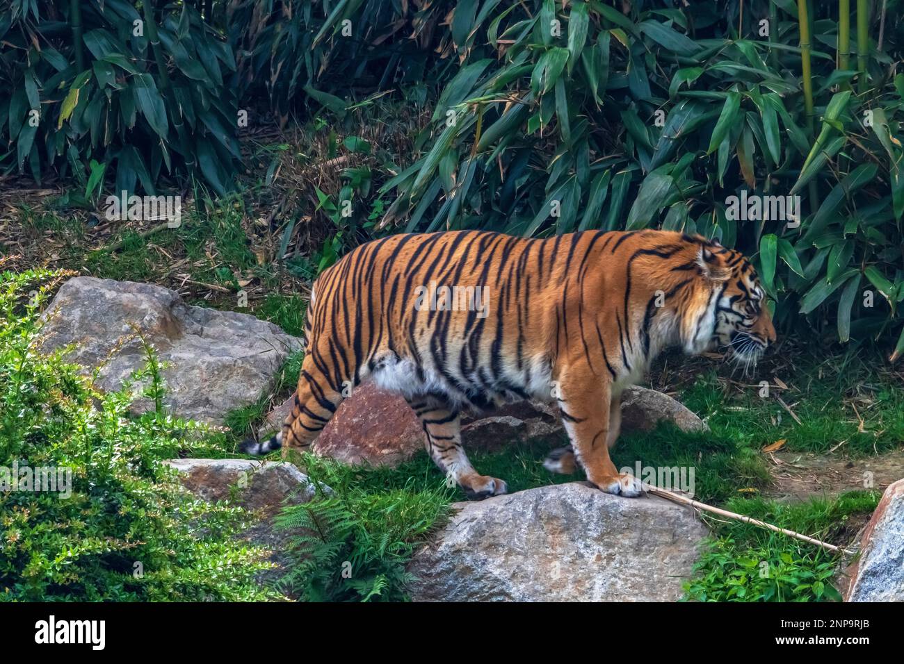 Sumatran tiger in vegetation environment Stock Photo - Alamy