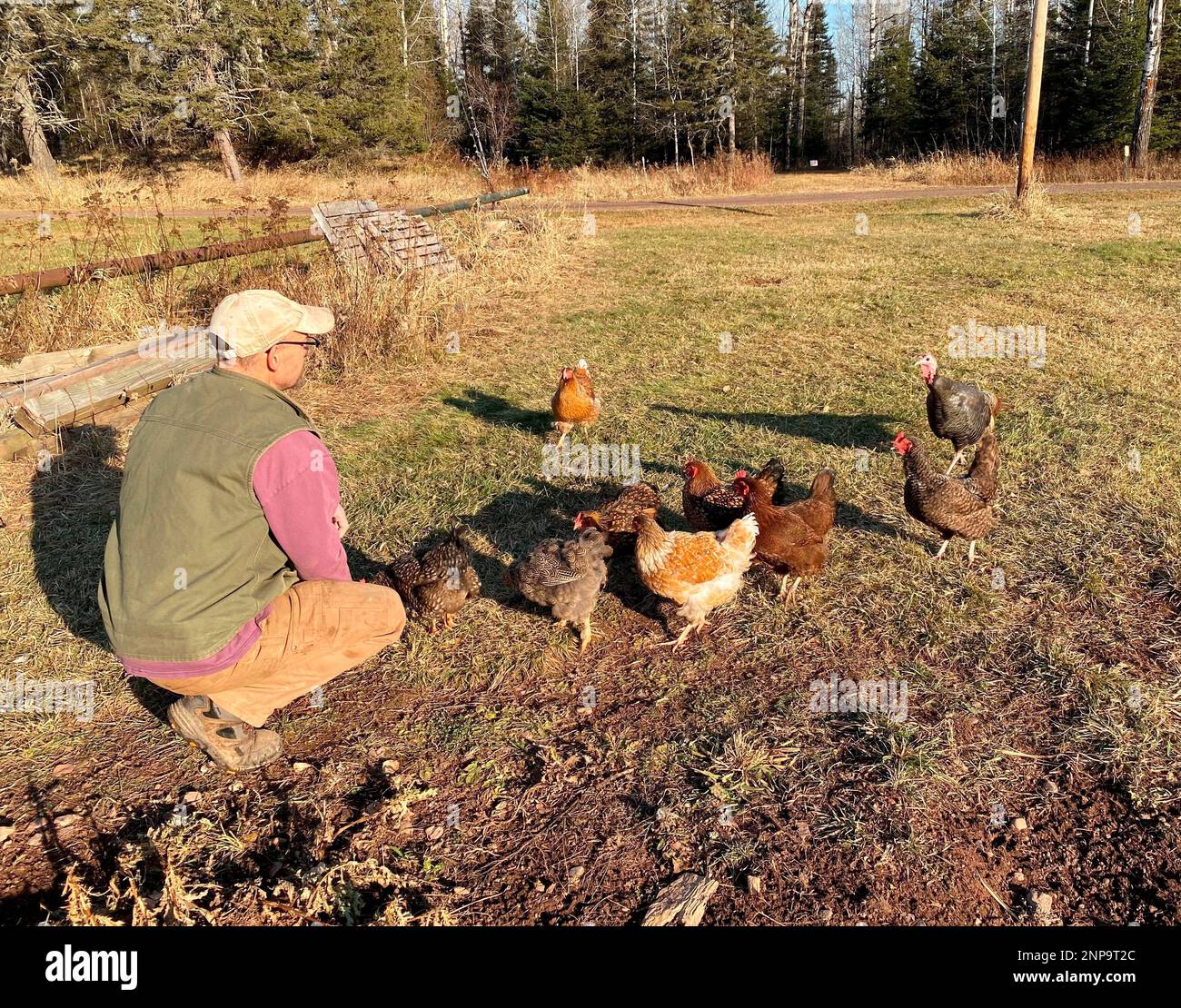 Eric Mead feeds his chickens and Ms. Perky on Nov. 5, 2020, in Knife ...