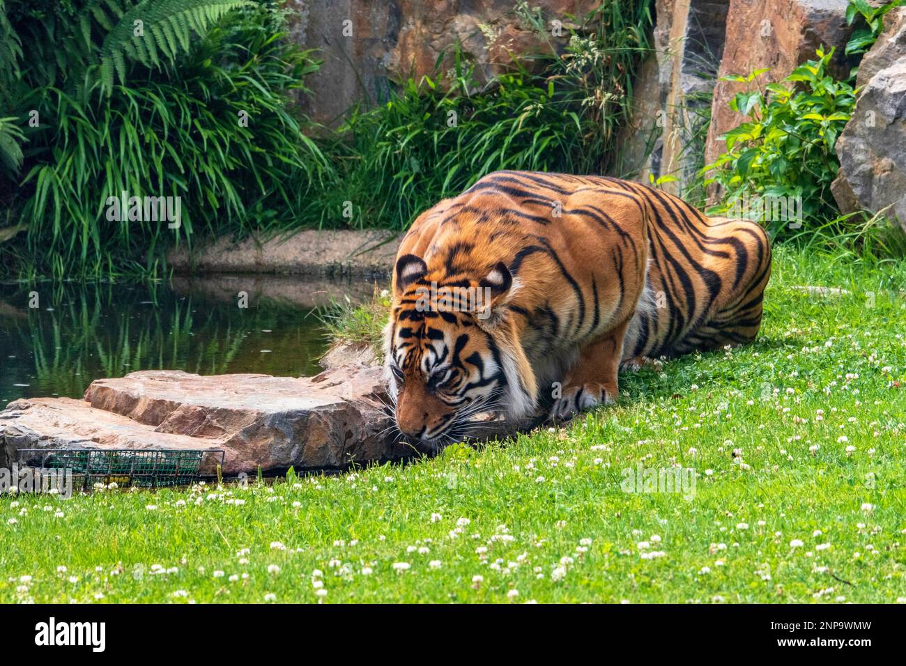 Sumatran tiger lying down, seen from the front Stock Photo - Alamy