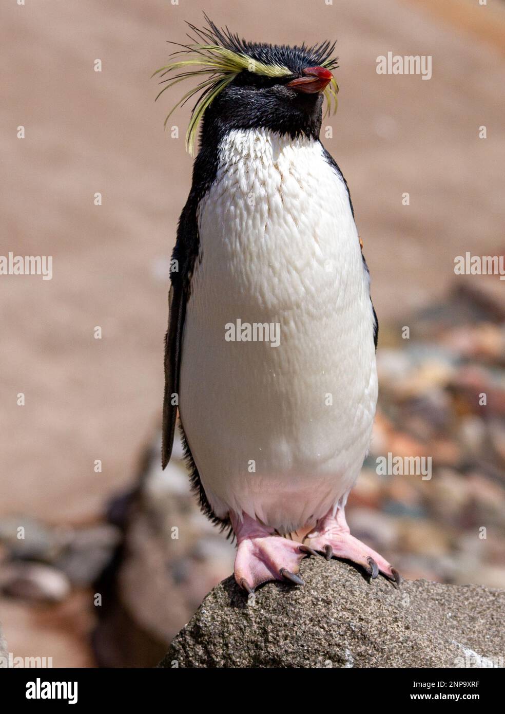 Close up full body shot of a captive rock hopper penguin (Eudyptes ...