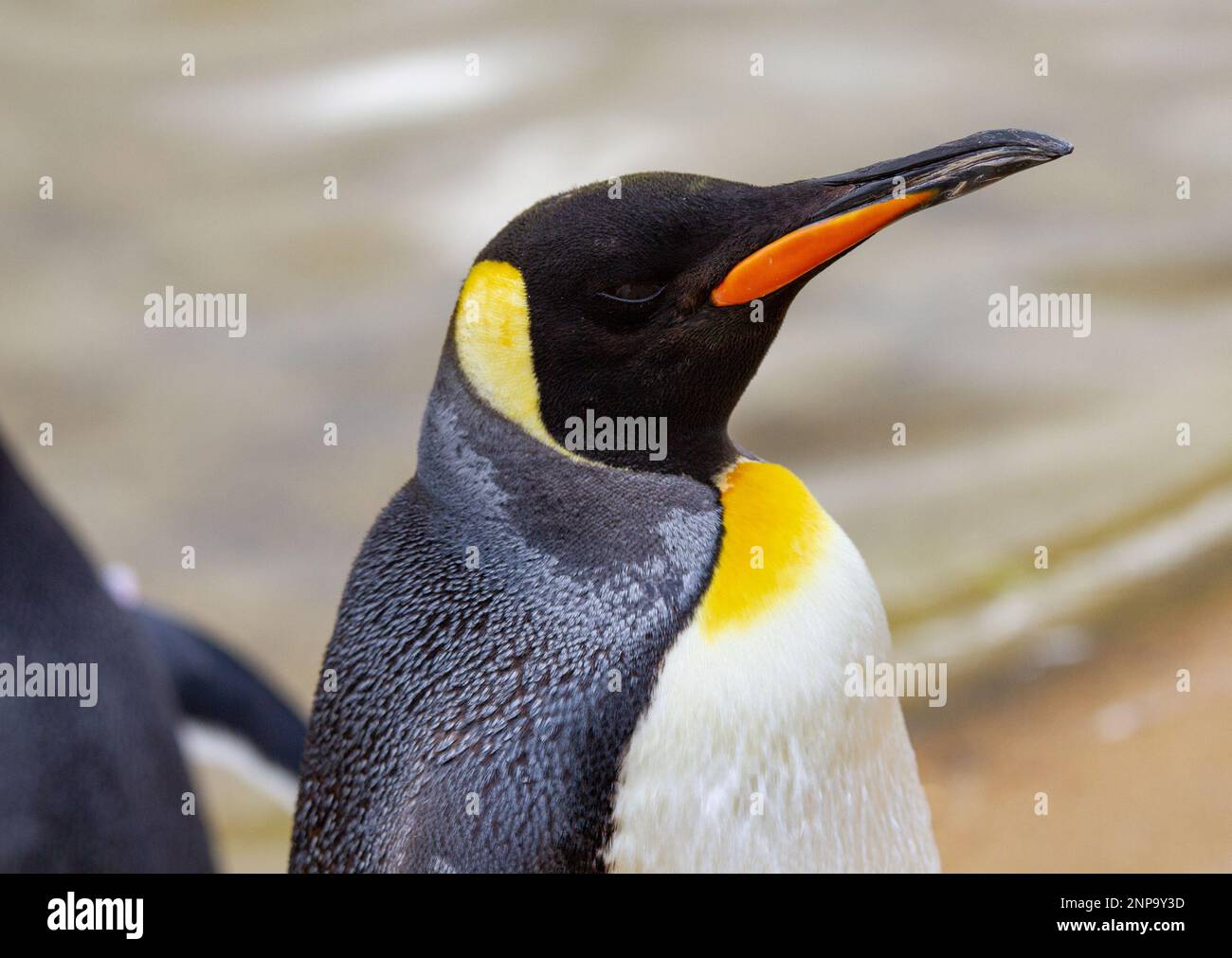 Emperor penguins close up in hi-res stock photography and images - Alamy