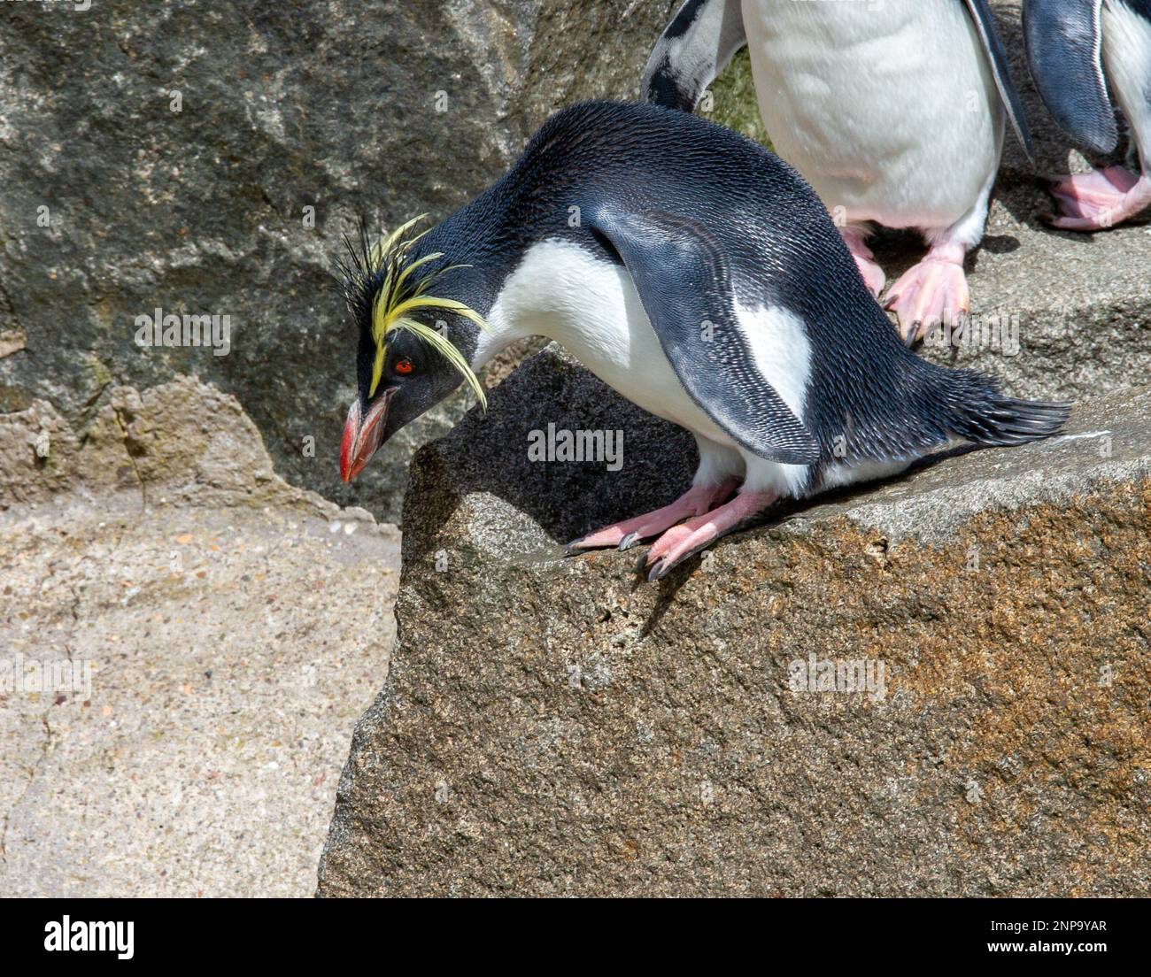 Close up full body shot of a captive rock hopper penguin (Eudyptes ...